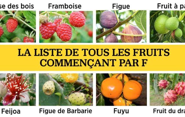 Fruits - Recette Facile