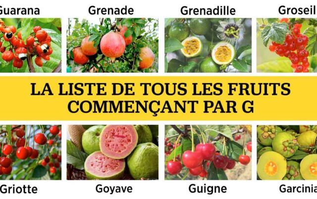 Fruits - Recette Facile