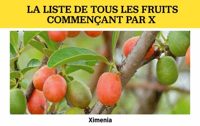 Fruits - Recette Facile