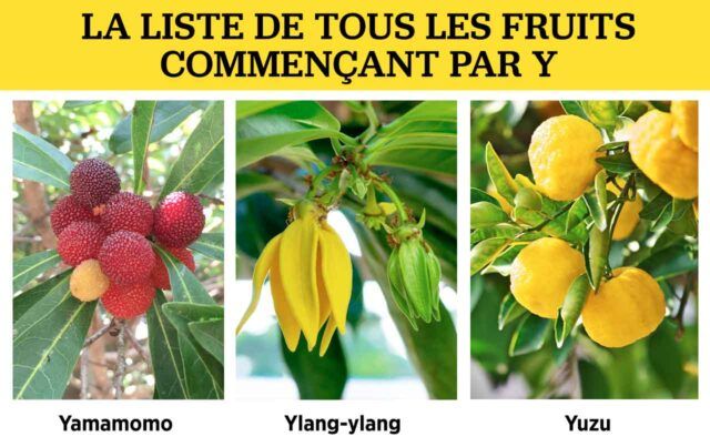 Fruits - Recette Facile